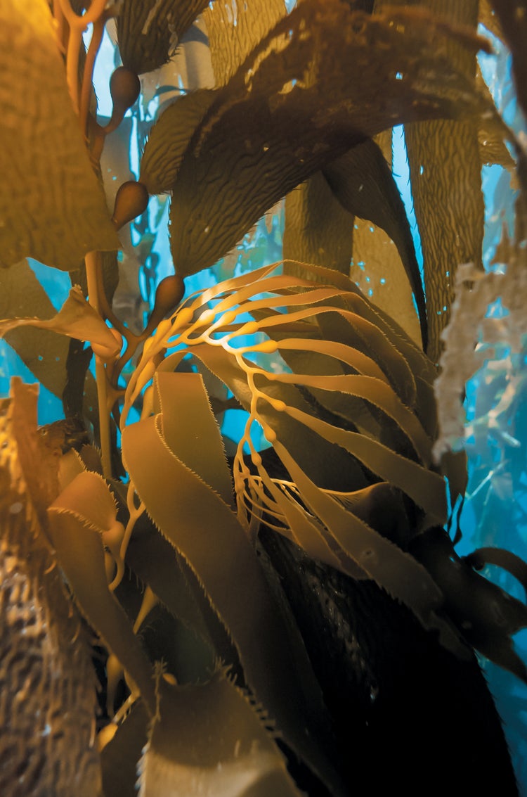 As Oceans Warm, Scientists Fight to Save Lush Kelp Forests | Scientific American