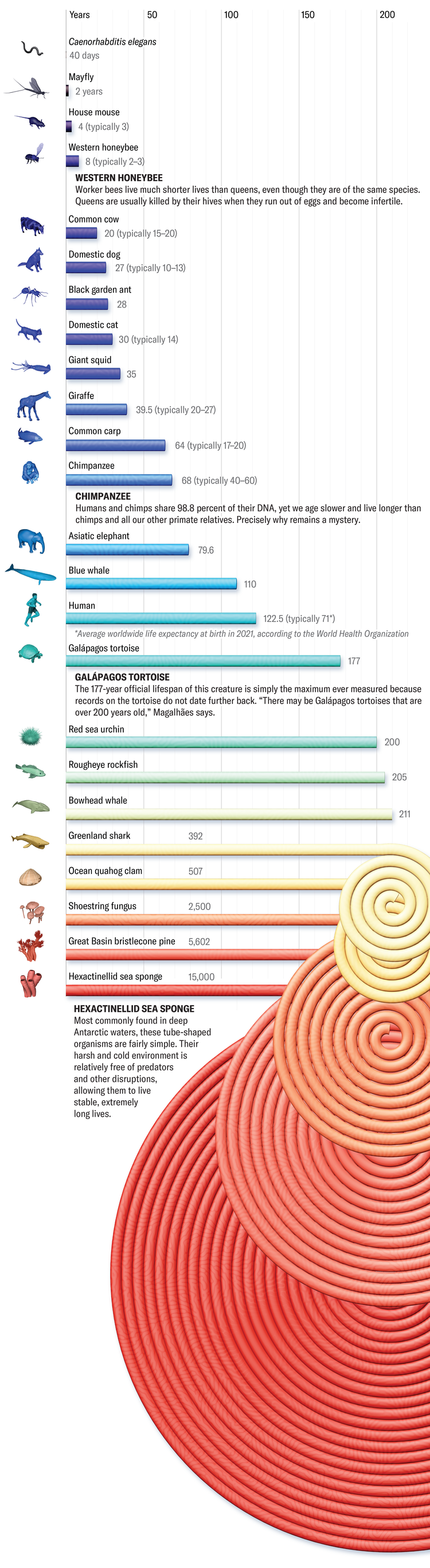 Why Some Animals Live for Only Days and Others Live for Thousands of ...