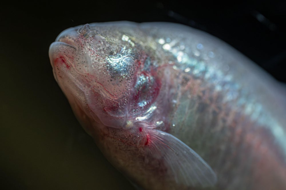Cave Fish Adolescence Means Sprouting Taste Buds in Weird Places ...