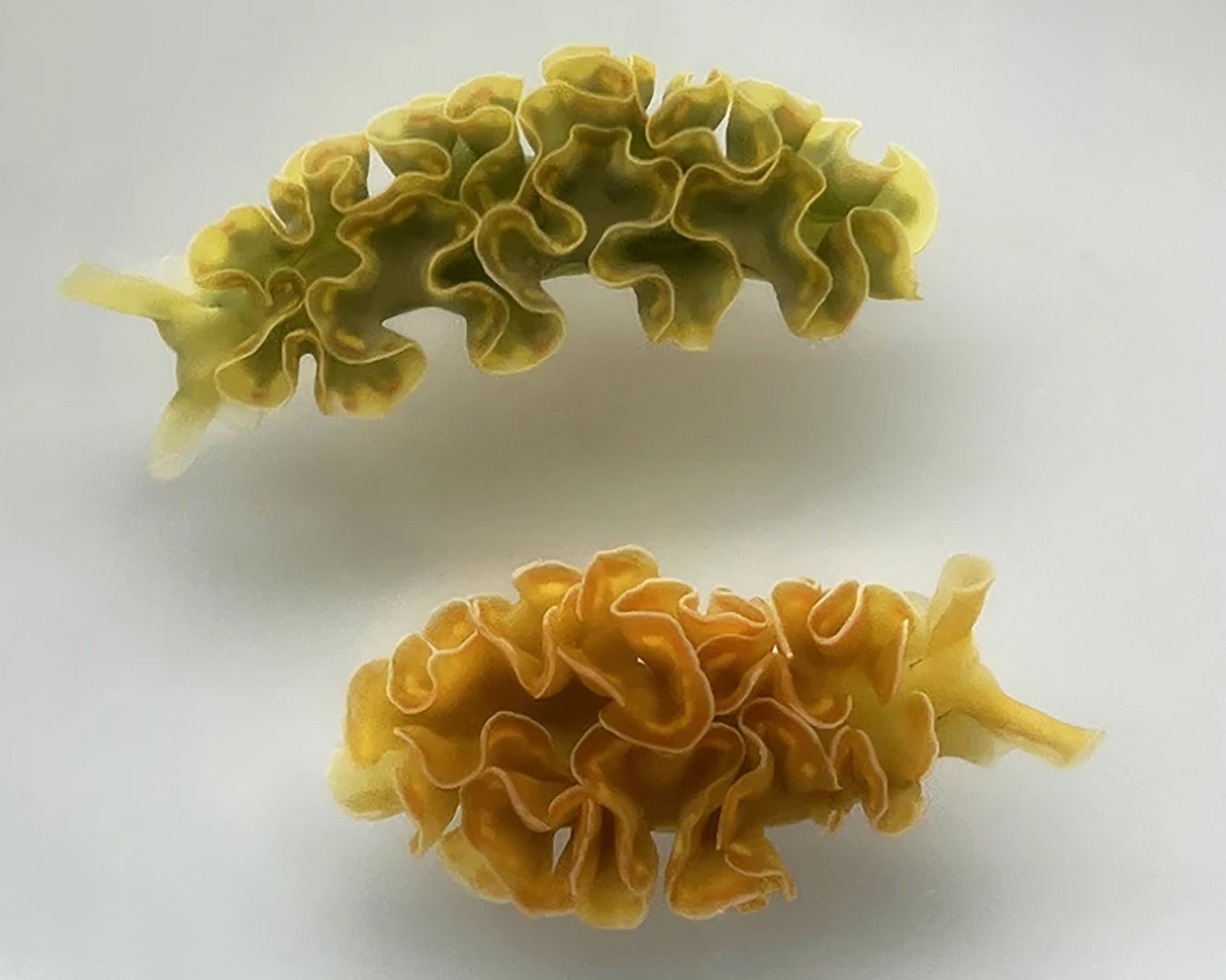 Solar-Powered Slug Steals Chloroplasts and Stores Them for Emergency ...