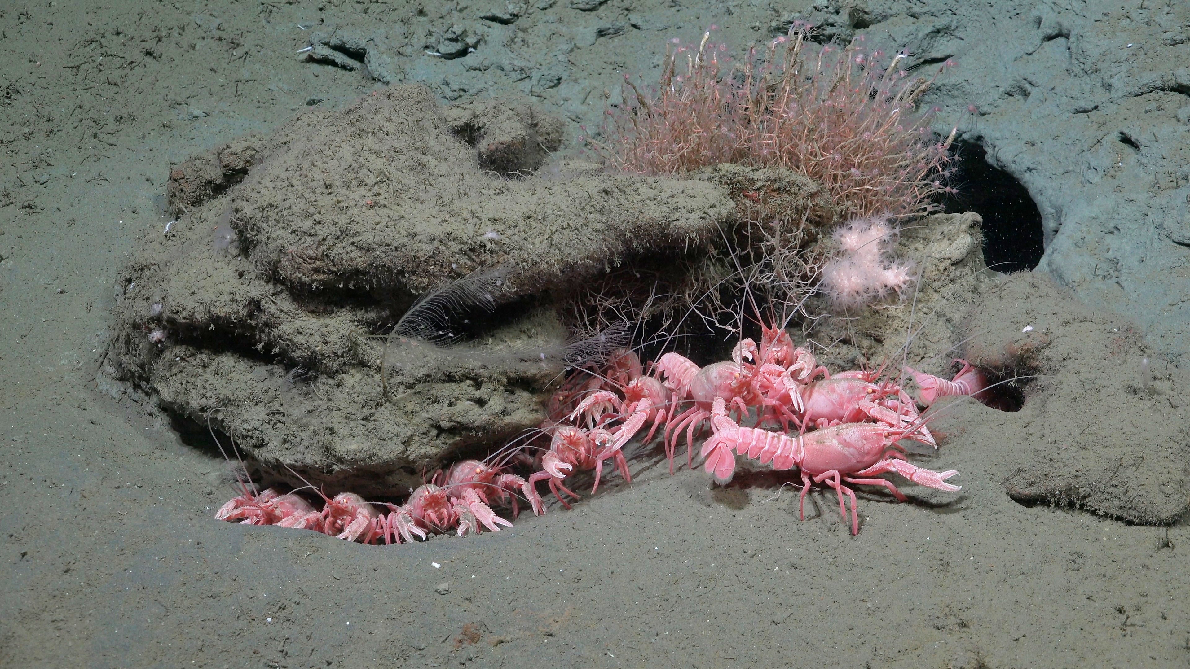 A glowing pink lobster in the abyss… and over 100 new species uncovered ...