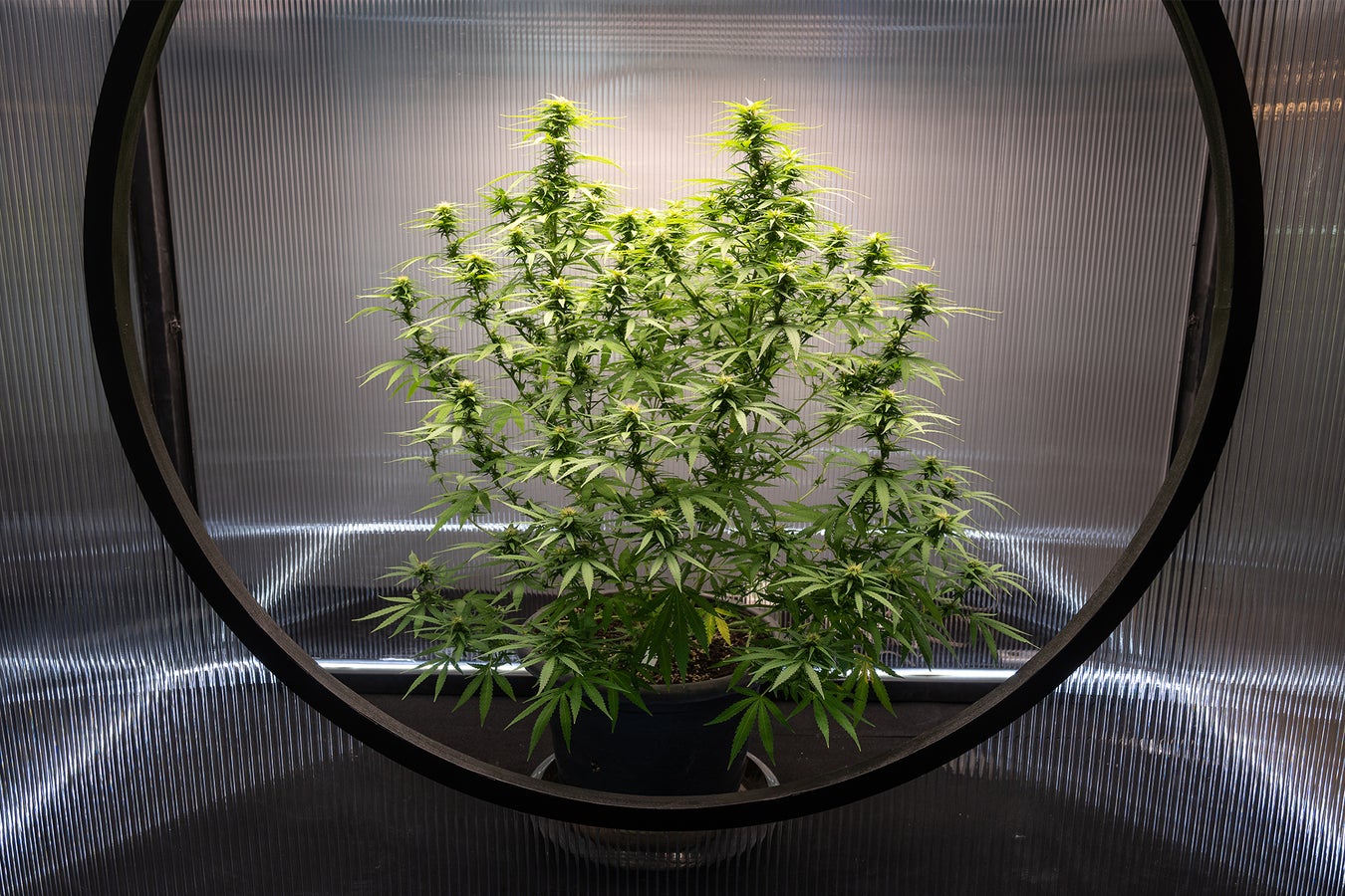 Marijuana’s New Legal Status Must Spark More Research | Scientific American
