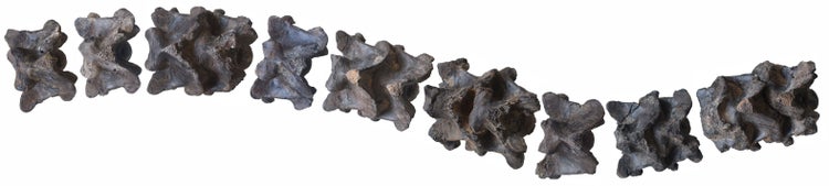 This Nearly 50-Foot Snake Was One of the Largest to Slither the Earth ...