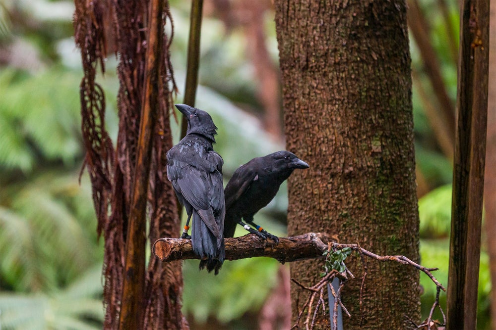 Hawaiian Crows Return to the Wild, Where They Are ‘Guides to Souls ...