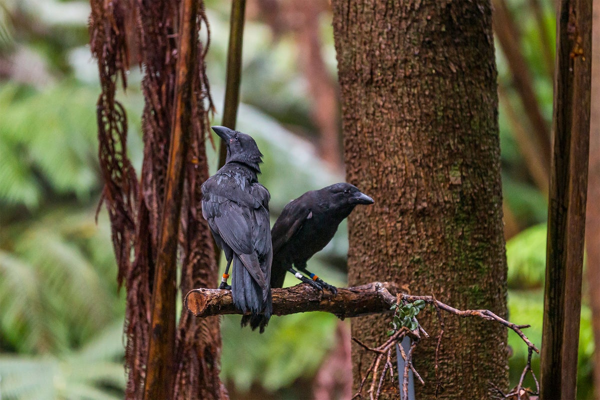 Hawaiian Crows Return to the Wild, Where They Are ‘Guides to Souls ...