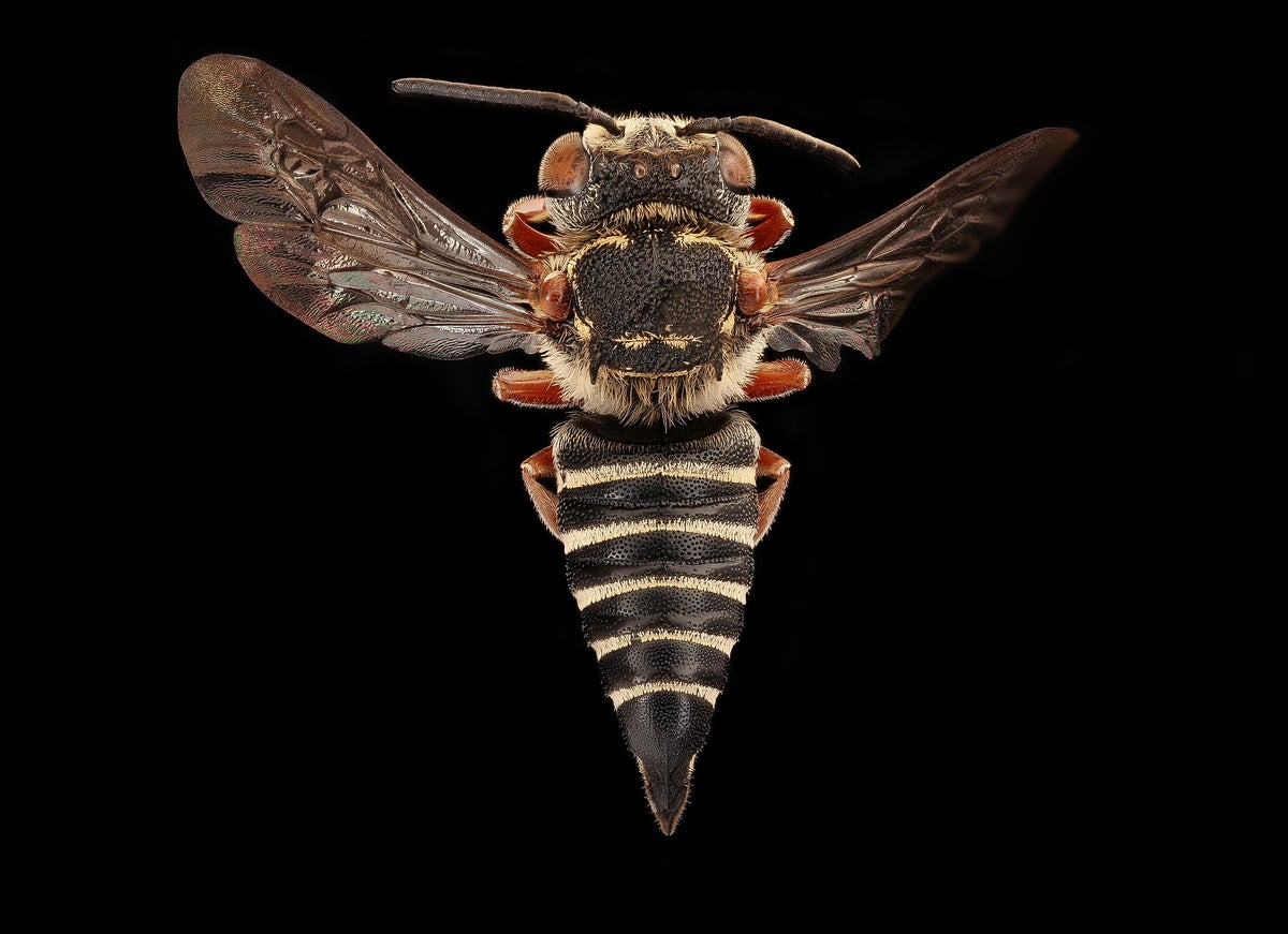 There are 4,000 species of native bees in the U.S. | Scientific American