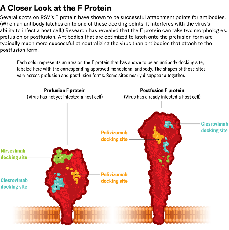 A Long Road to an RSV Antibody to Protect the Most Vulnerable ...