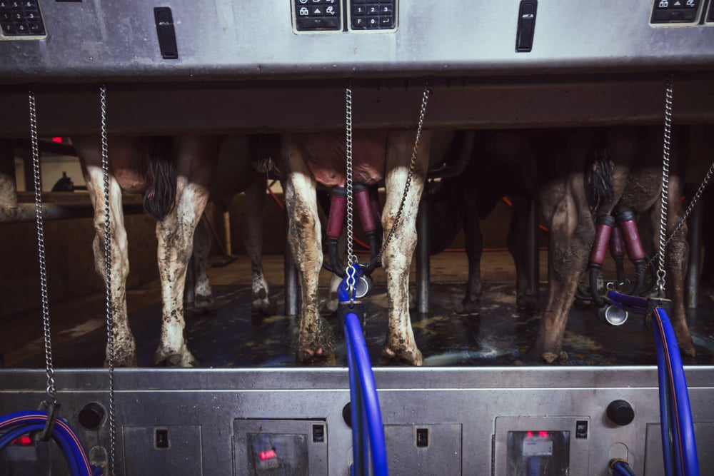 How Bird Flu Went from Devastating Poultry Farms to Infecting Dairy Herds | Scientific American