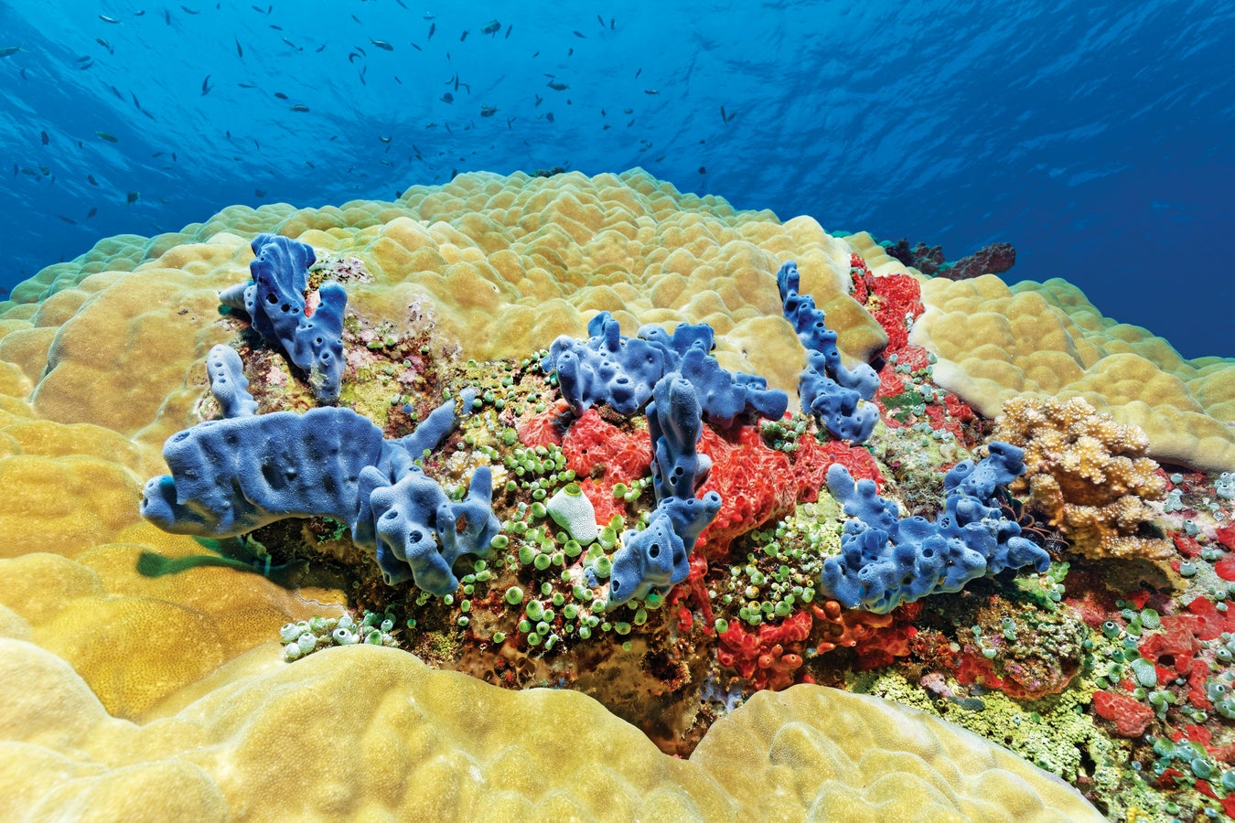 How Corals Fight Back against Warming Seas | Scientific American