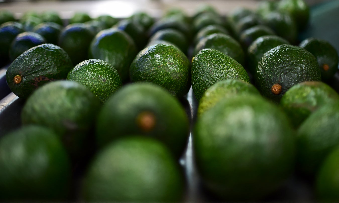 Avocado Farms Aren’t Sustainable Now, but They Could Be | Scientific ...