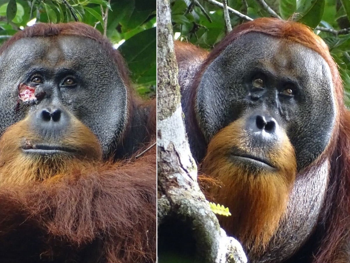 orangutan