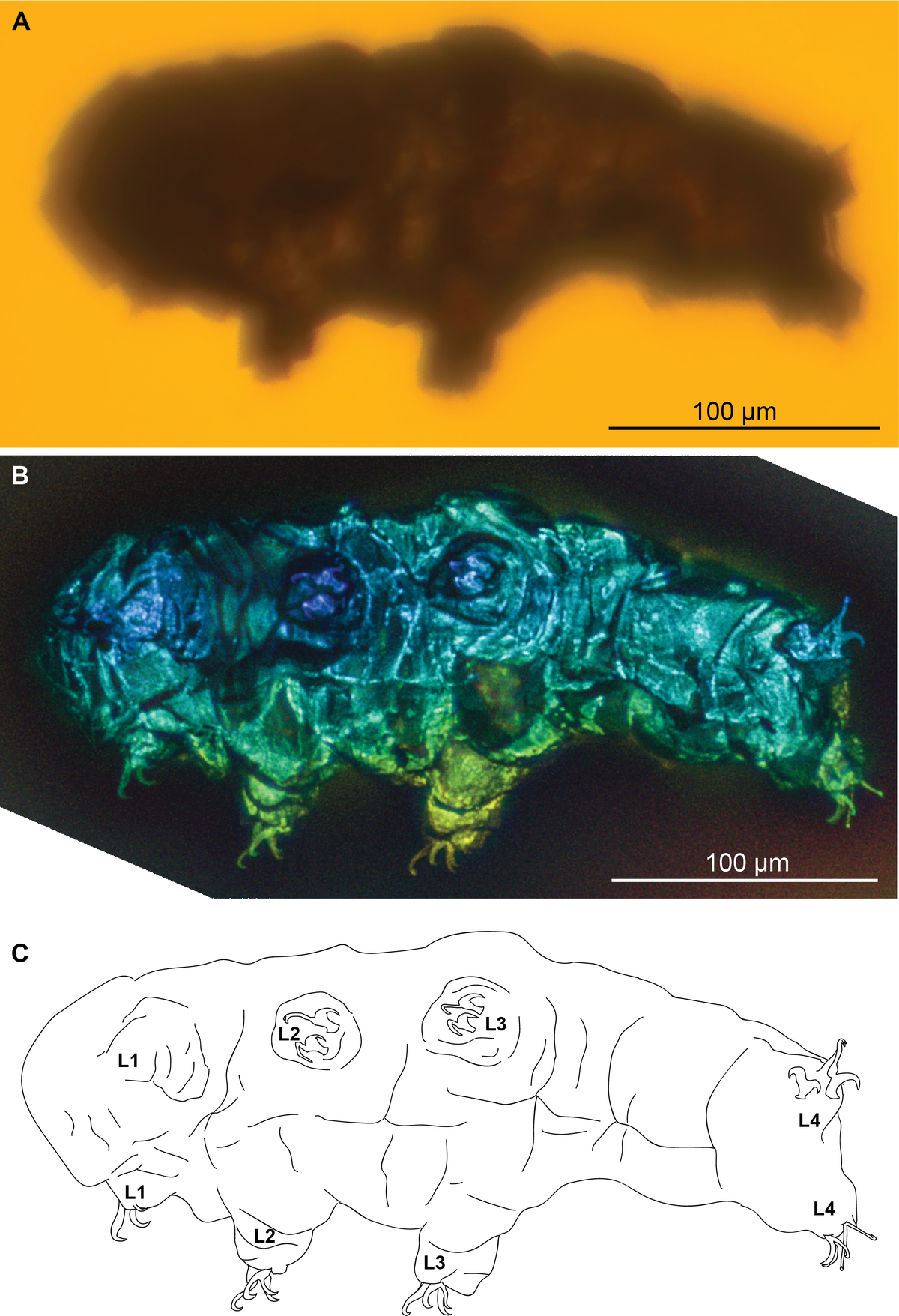 Tardigrade Fossils Reveal When ‘Water Bears’ Became Indestructible ...
