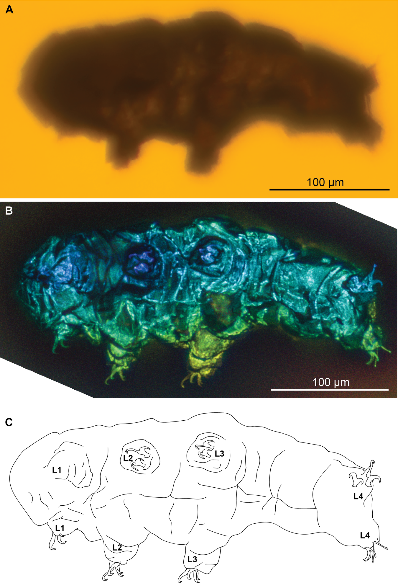 Tardigrade Fossils Reveal When ‘Water Bears’ Became Indestructible - In ...