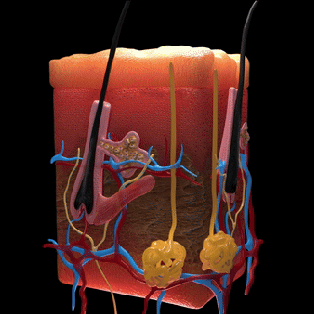 tartrazine food coloring pages