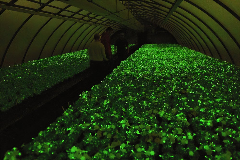 How Does a Bioluminescent Petunia Glow? | Scientific American