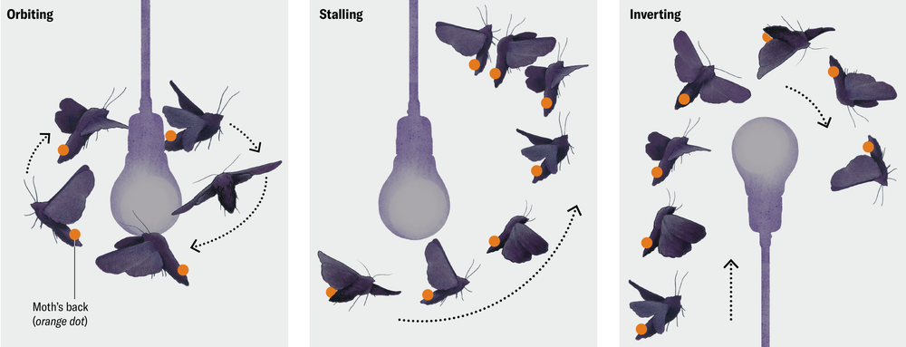 Why Insects Are Lured to Lights in the Night | Scientific American