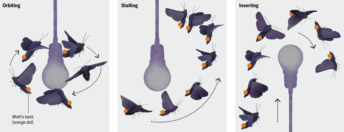 Why Insects Are Lured to Lights in the Night | Scientific American