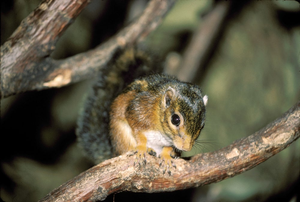 Mpox Outbreak in Africa Traced Back to Squirrels | Scientific American