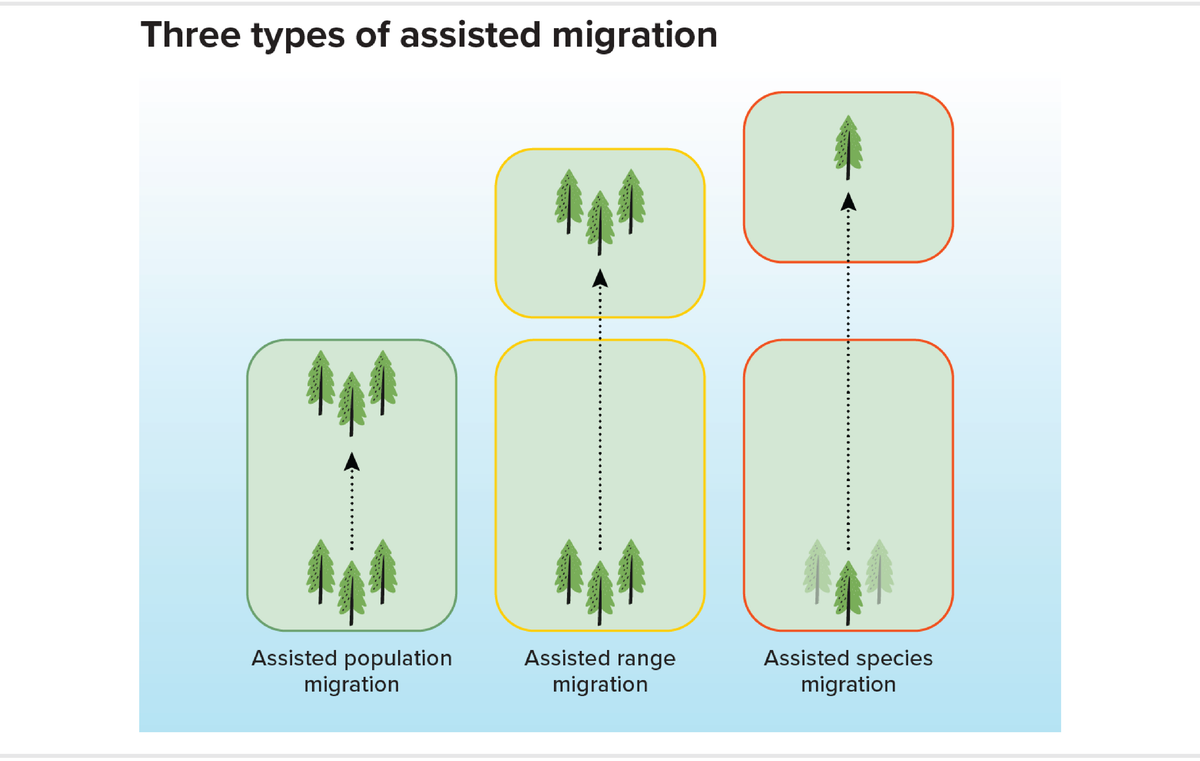 Moving Trees North Could Save Forests from a Changing Climate ...