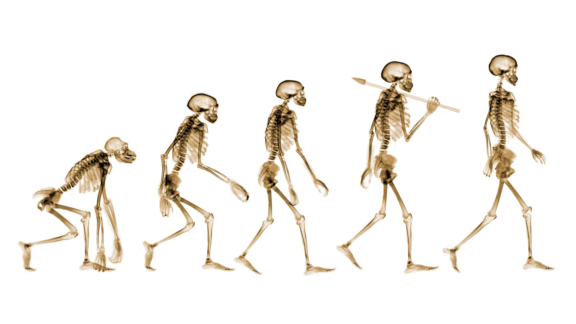 human evolution skeleton changes