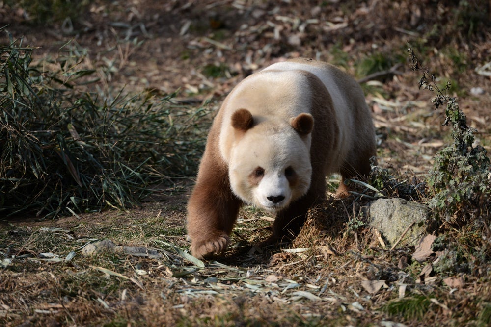 Rare Brown Panda Mystery Solved after 40 Years | Scientific American