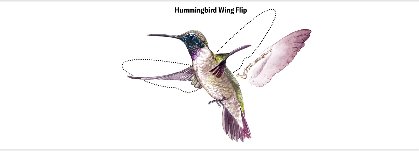 Why Feathers Are One of Evolution’s Cleverest Inventions | Scientific ...