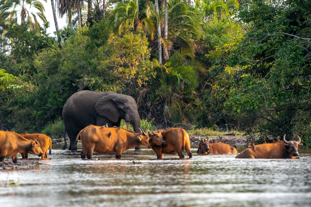 Revealed: Elephants and Gorillas Hang Out in Hidden Playgrounds ...