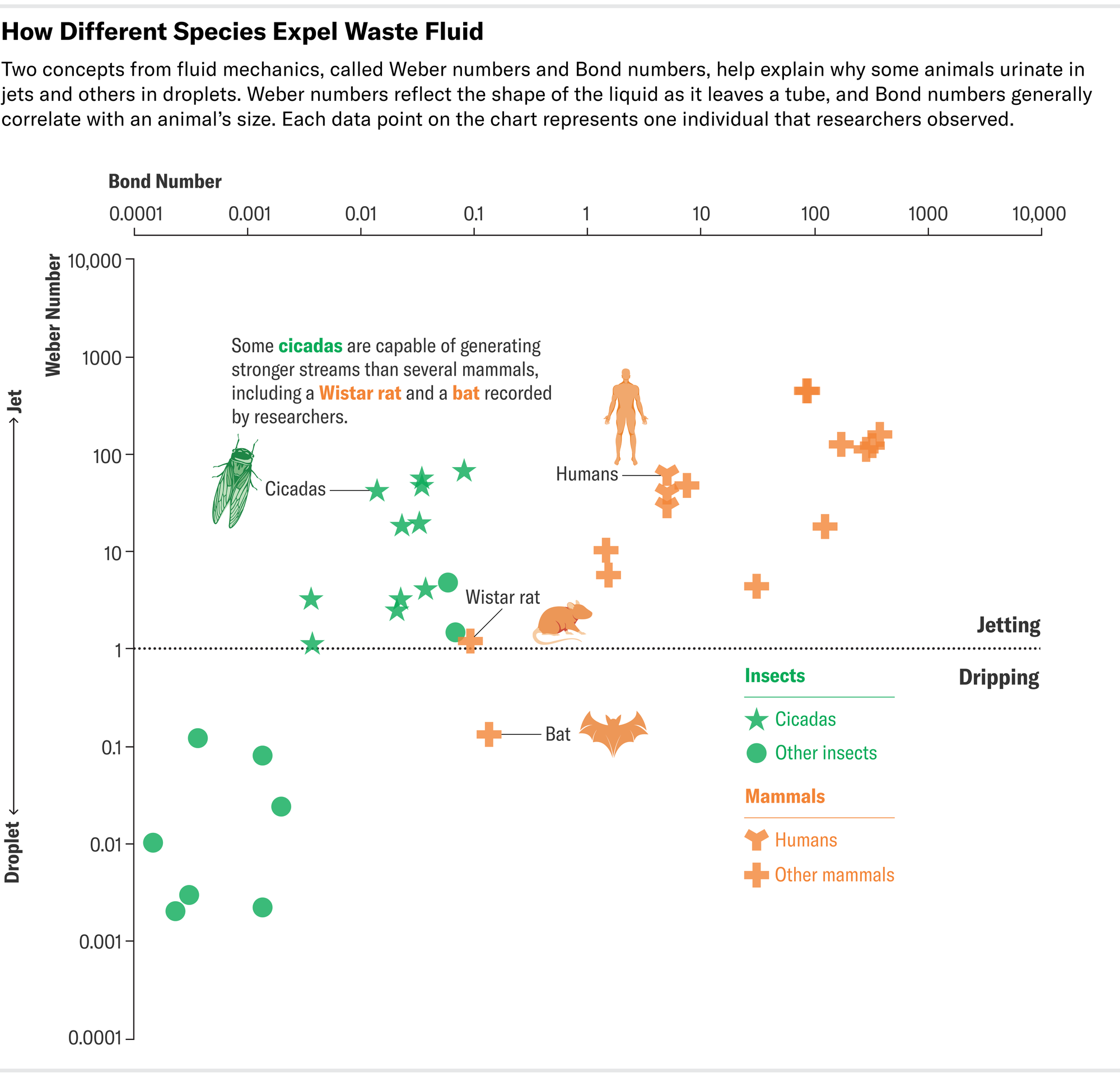 Why Cicadas Power Spray Their Pee | Scientific American