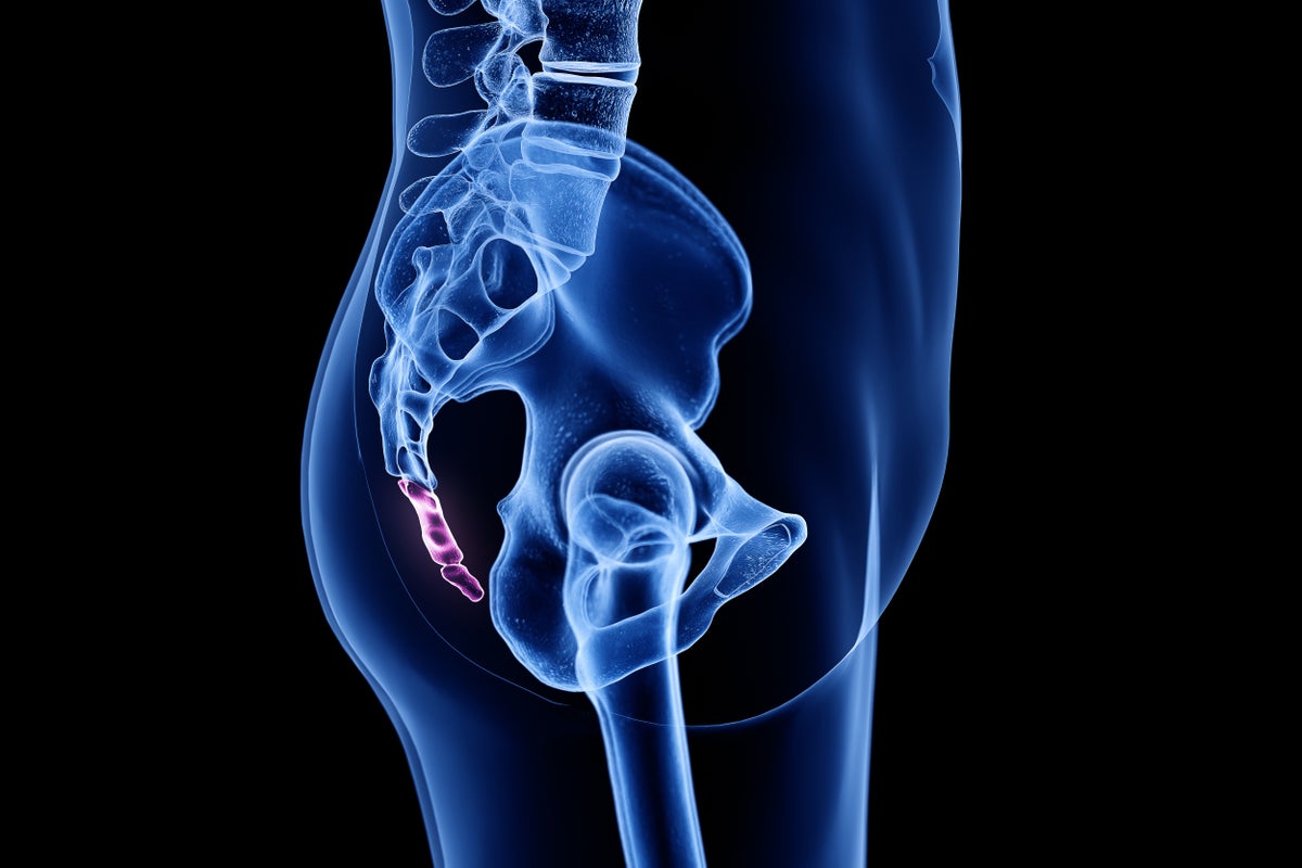 How Humans Lost Their Tails | Scientific American