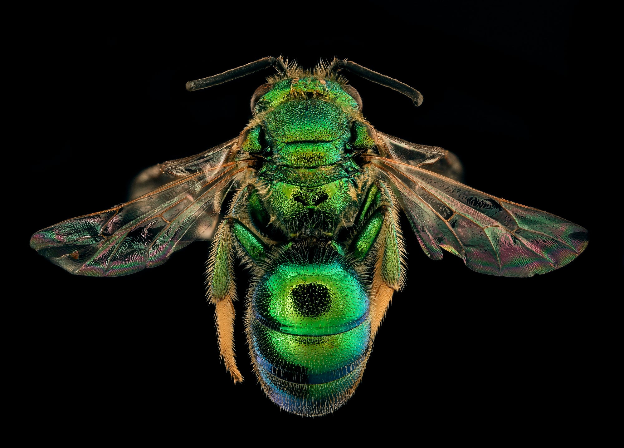There are 4,000 species of native bees in the U.S. | Scientific American