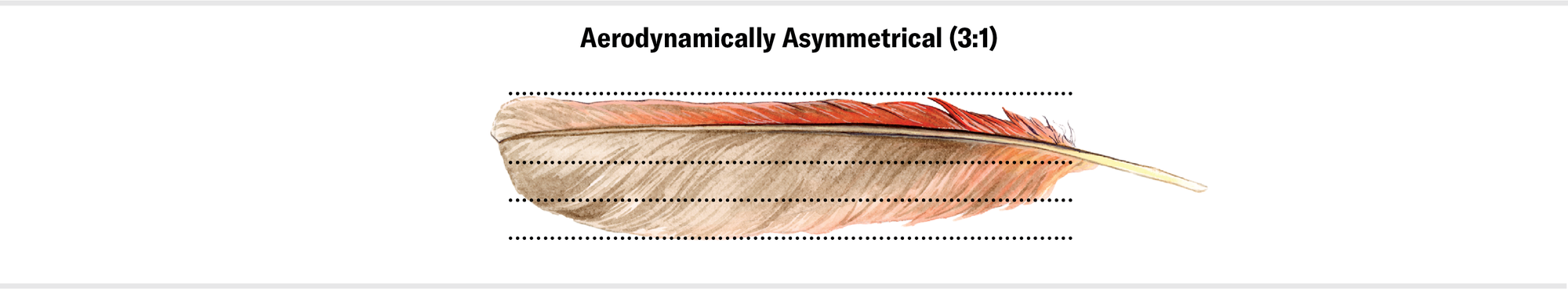 Why Feathers Are One of Evolution’s Cleverest Inventions | Scientific ...