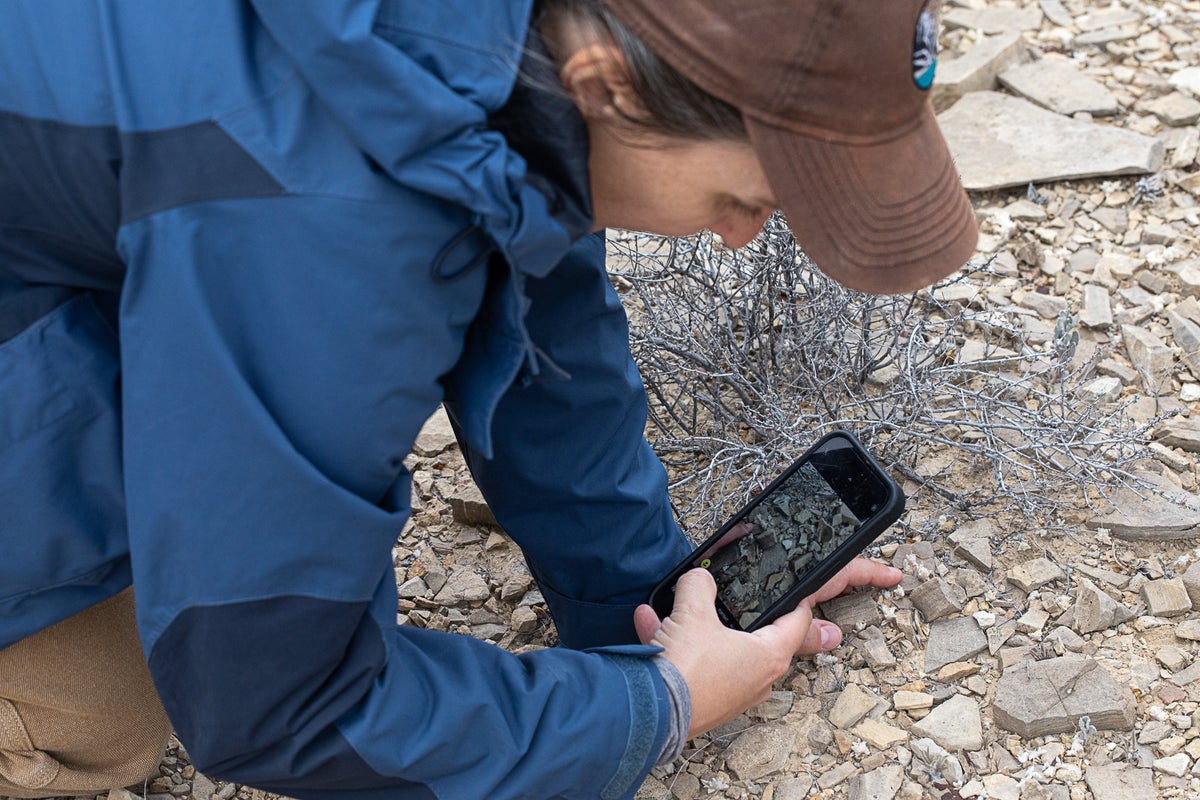 ‘Woolly Devil’ Sunflower Shows the Beauty of Strange Botany ...
