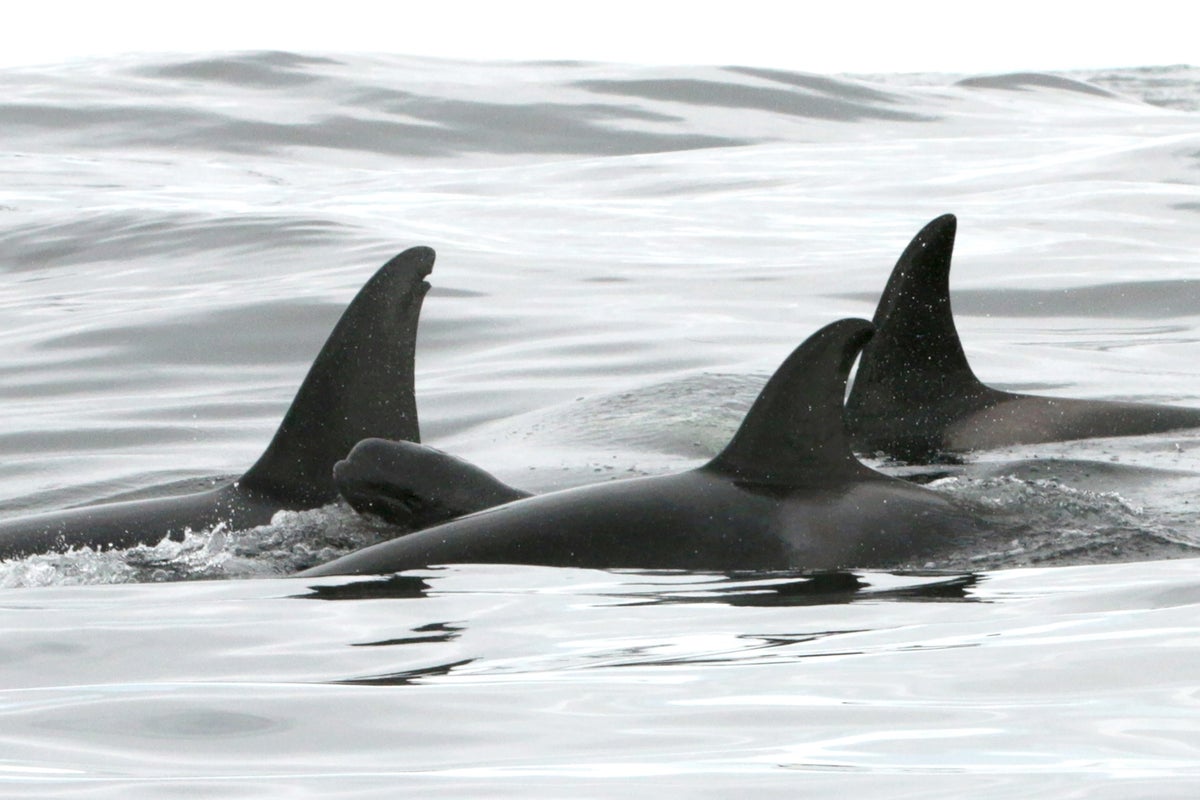 Iceland’s Orca Pods Mysteriously Include Baby Pilot Whales | Scientific ...