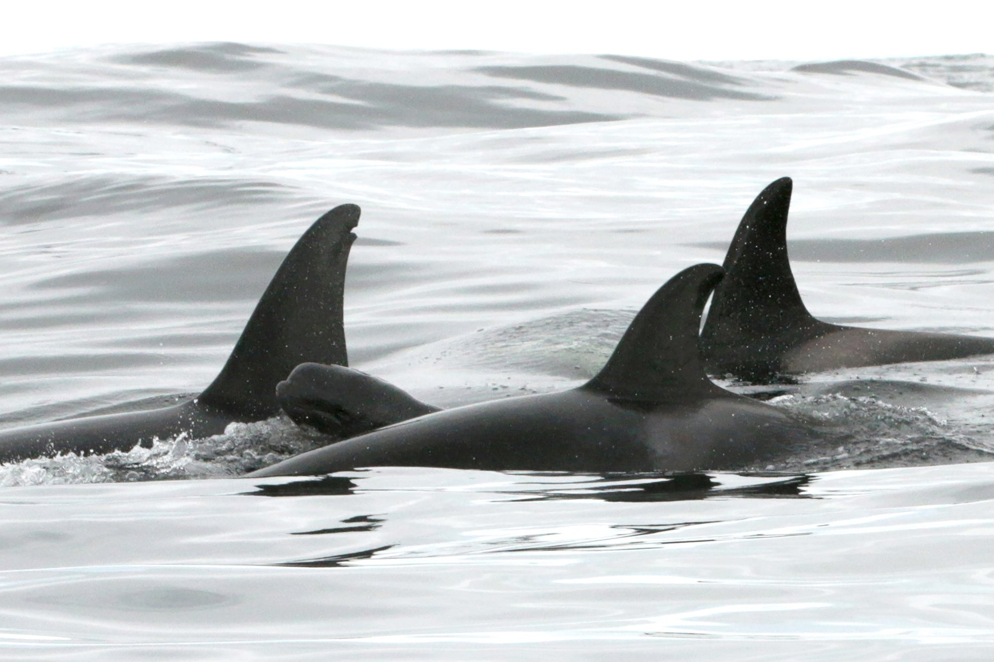 Iceland’s Orca Pods Mysteriously Include Baby Pilot Whales | Scientific ...