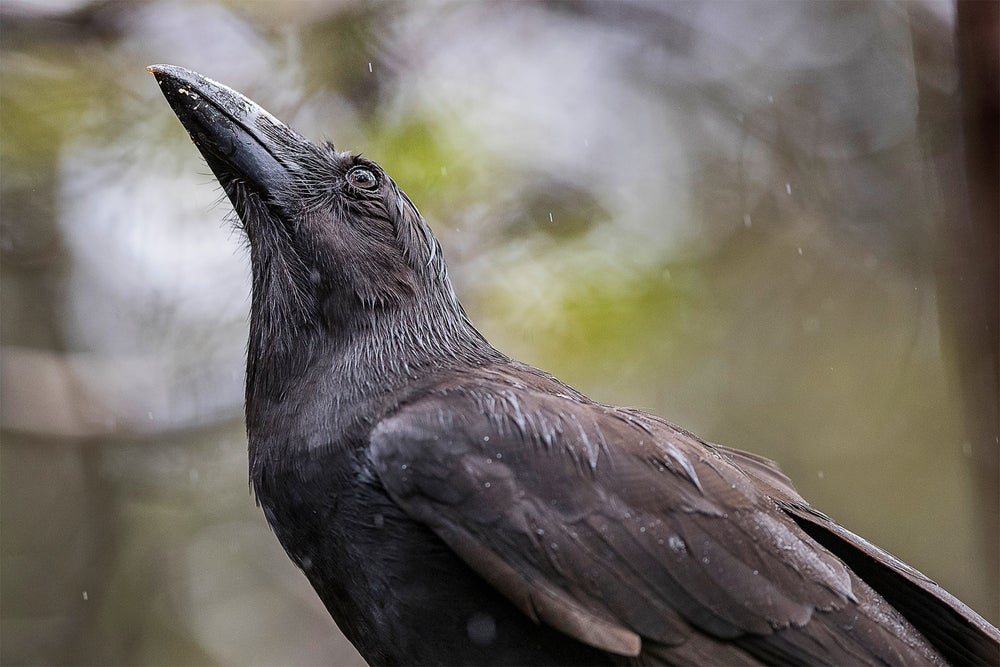 Hawaiian Crows Return to the Wild, Where They Are ‘Guides to Souls ...