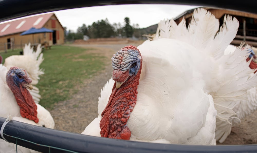 How Bird Flu Went from Devastating Poultry Farms to Infecting Dairy ...