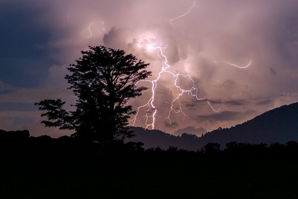 Why These Tropical Trees Love a Lightning Strike | Scientific American