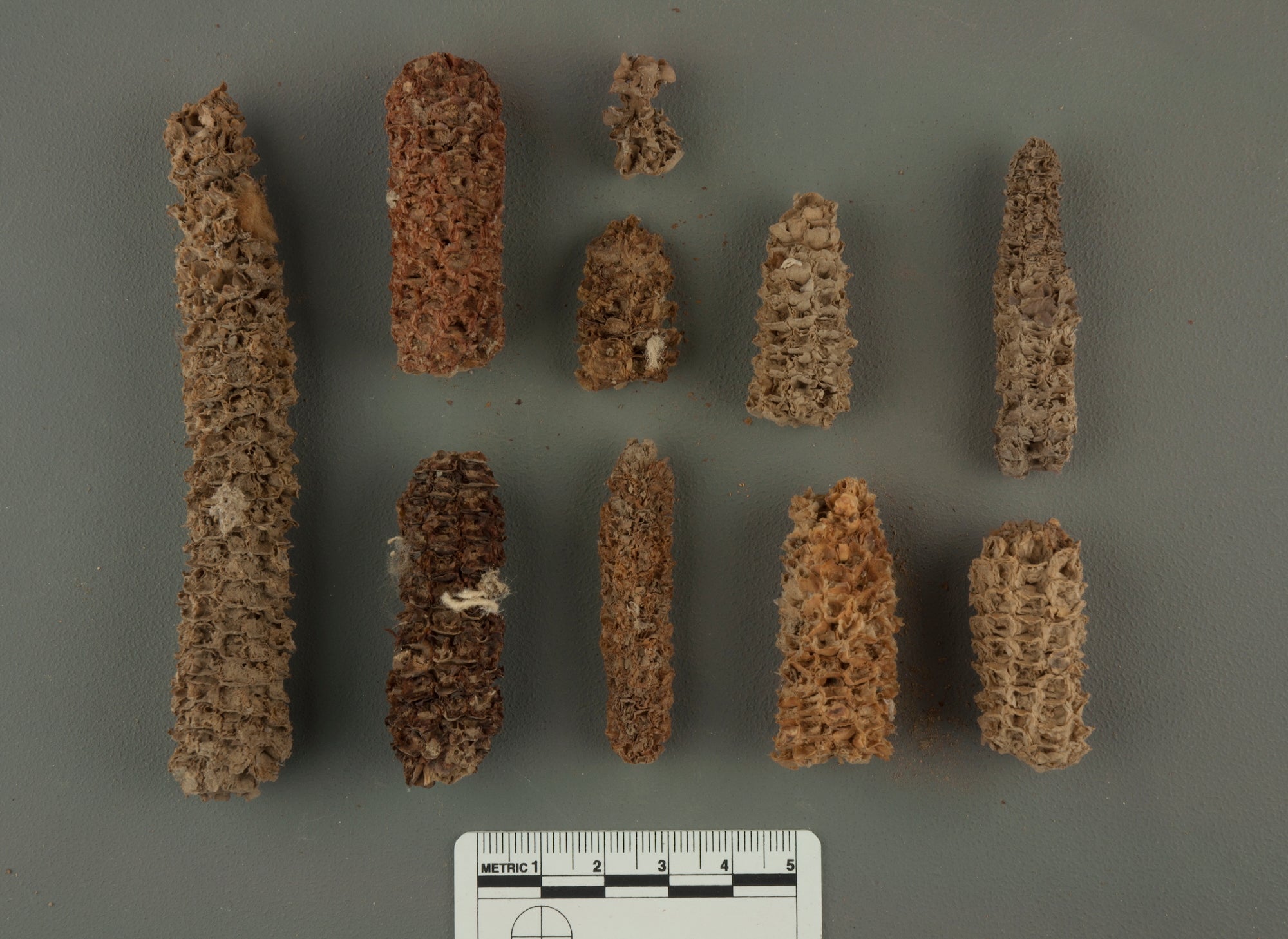 This ancient South American kingdom ran on bird poop | Scientific American