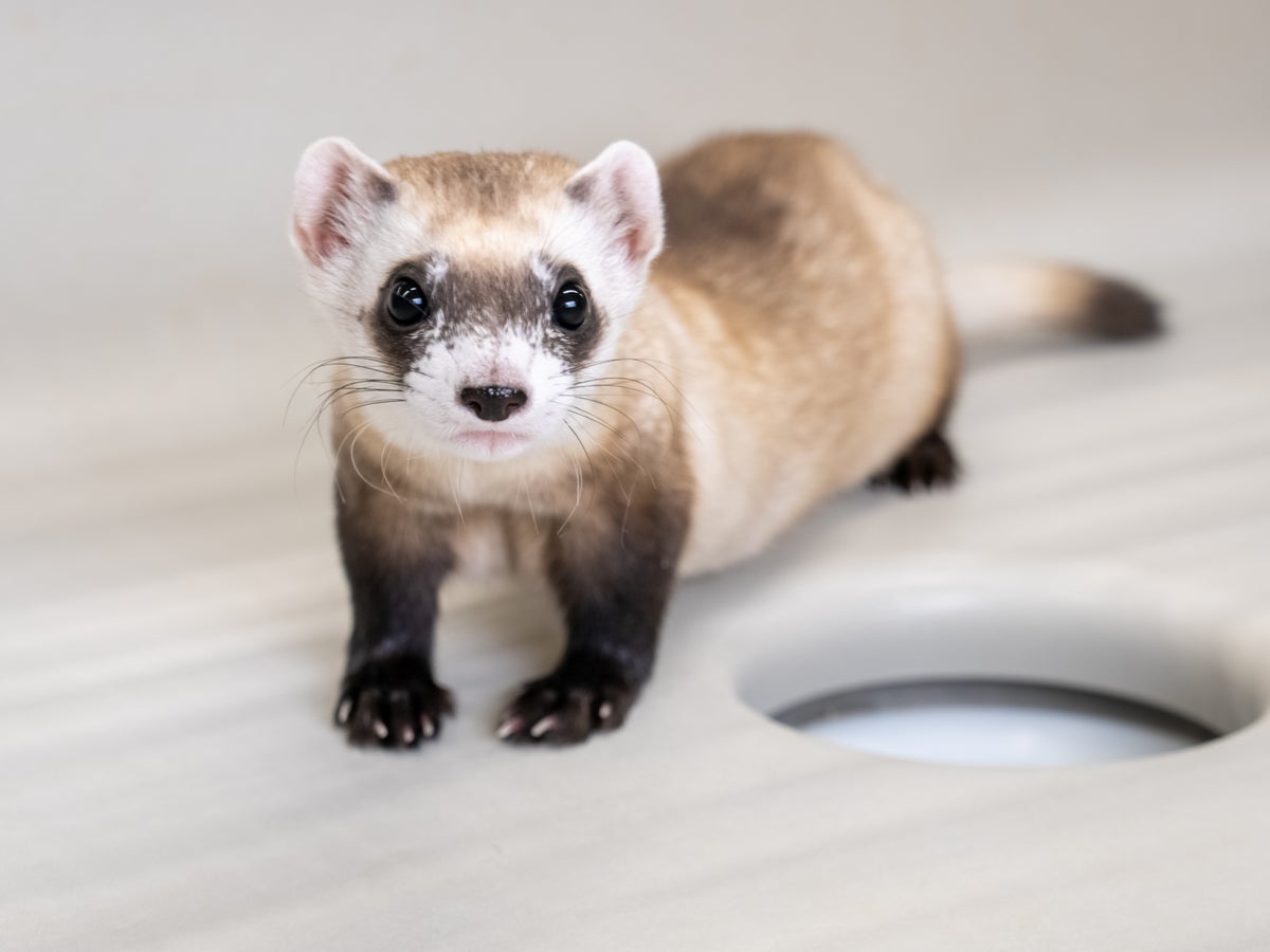 ferret articles