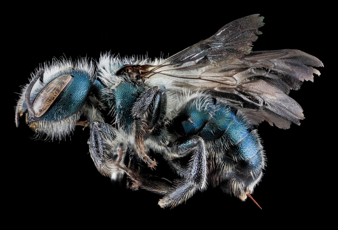 There are 4,000 species of native bees in the U.S. | Scientific American