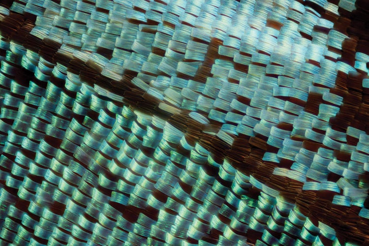 Why does life keep evolving these geometric patterns? | Scientific American
