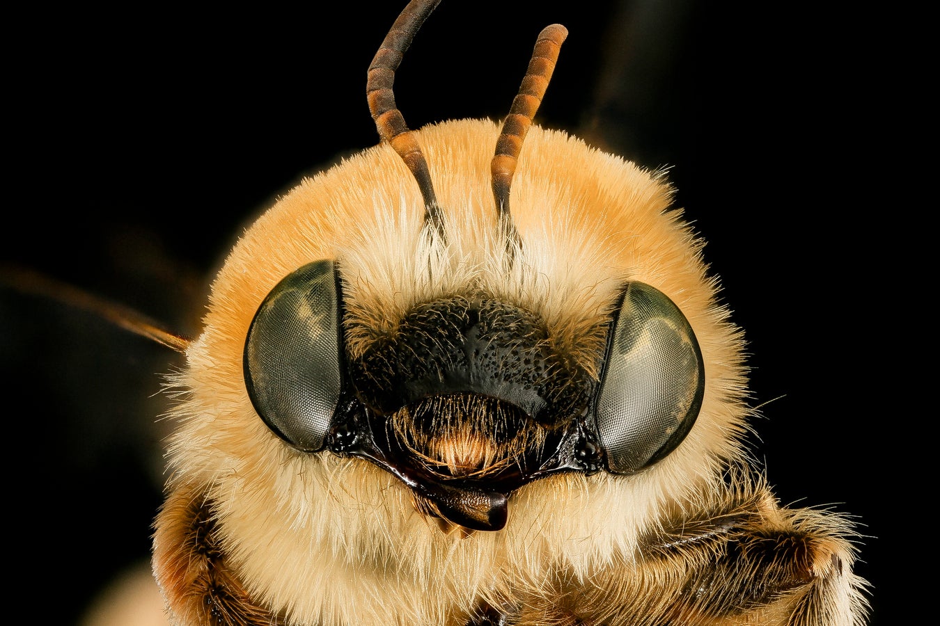 There are 4,000 species of native bees in the U.S. | Scientific American