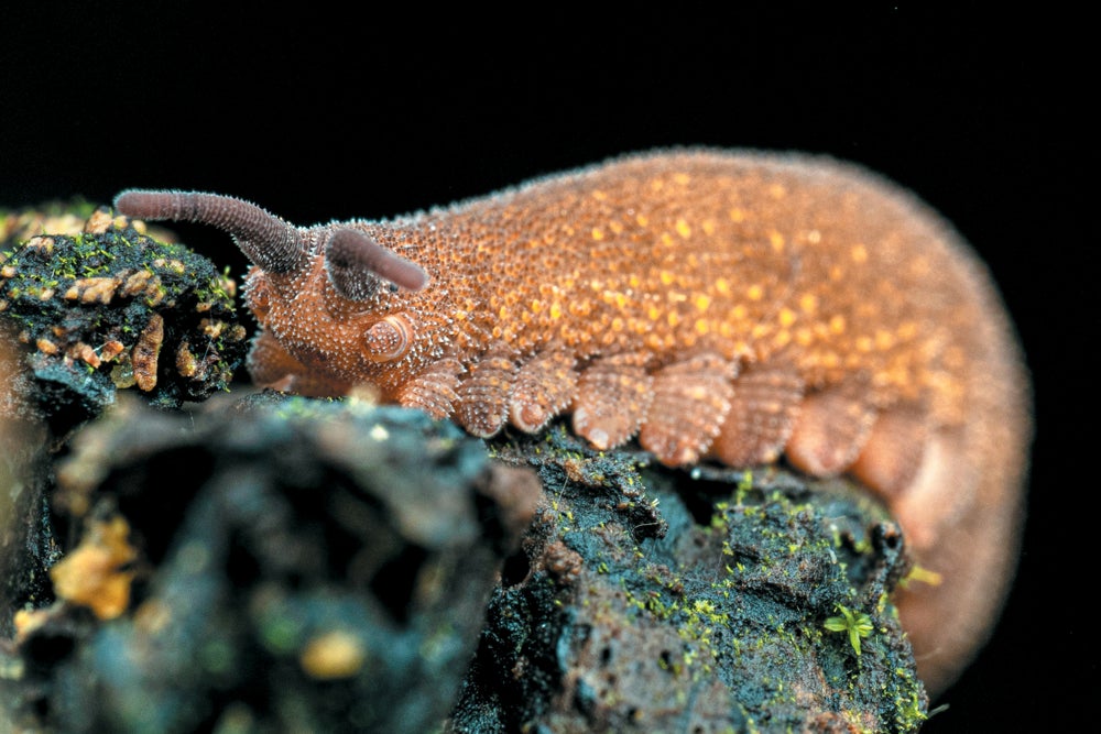 How Velvet Worm Slime Hardens in Seconds to Trap Prey | Scientific American
