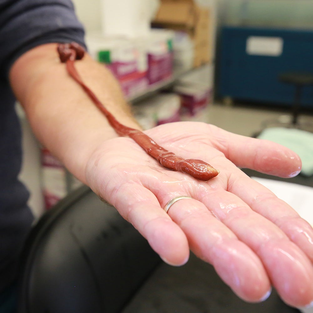 ribbon worm length