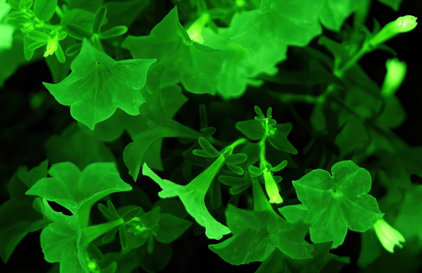 How Does a Bioluminescent Petunia Glow? | Scientific American