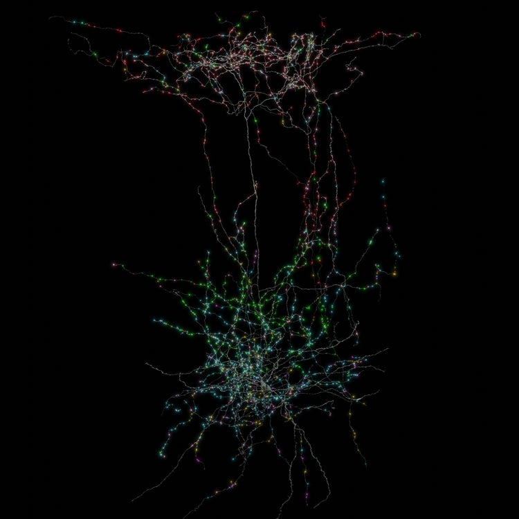 Biggest Brain Map Ever Shows Mouse Neurons in Stunning Detail ...