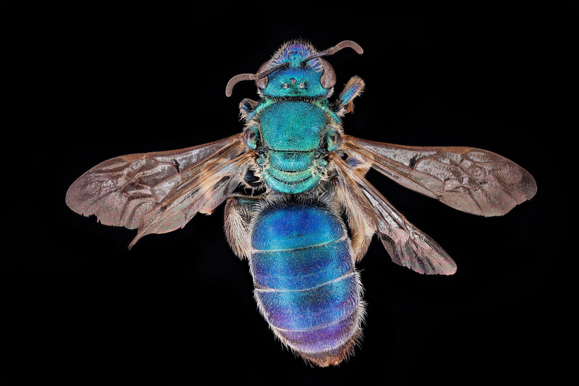 There Are 4,000 Species of Native Bees in the U.S. | Scientific American