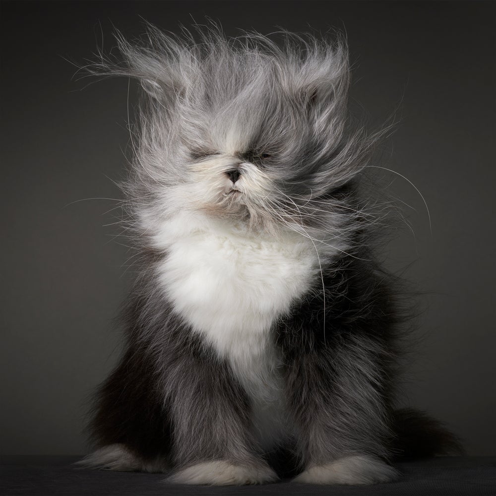 Stunning Cat Photos Reveal Feline Science | Scientific American