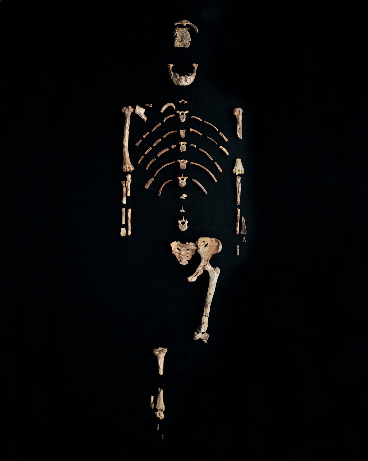 Fossil Human Ancestor ‘Lucy’ Remains Pivotal 50 Years after Discovery ...