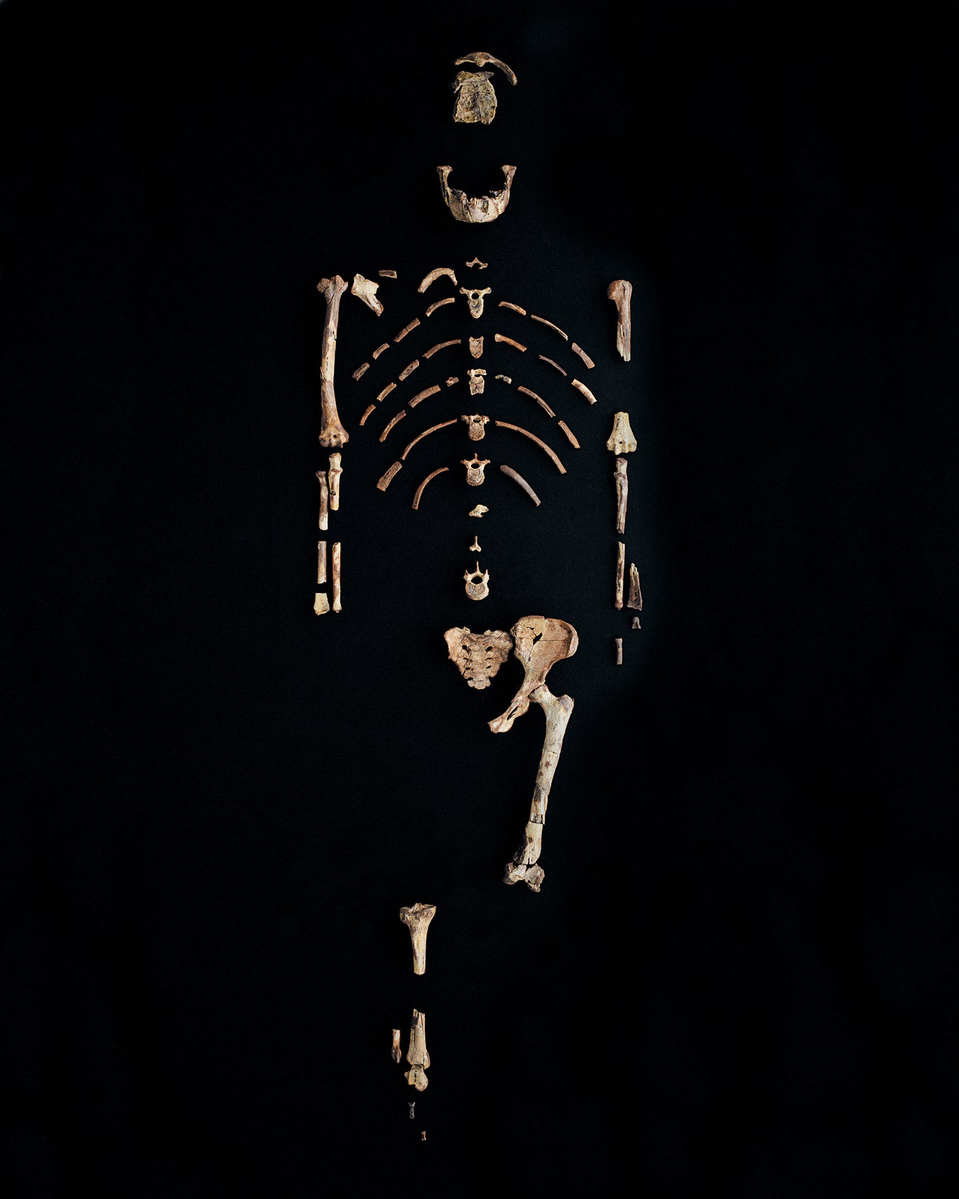 Fossil Human Ancestor ‘Lucy’ Remains Pivotal 50 Years after Discovery ...